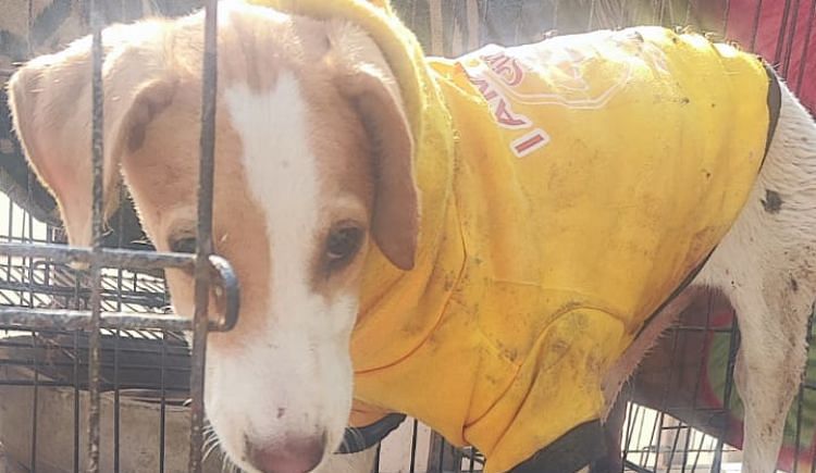 Muffin / Tara / Ladakh Treatment ( Distemper, Maggots, Severe Skin ...