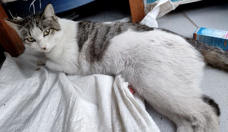 Help Mojo An Injured Stray Cat With Lower Leg Paralysis. - Ketto