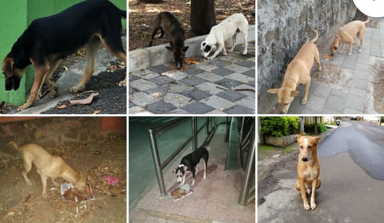 Hunger Is A Curse For Every Being. Help Feed Starving Animals ! - Ketto