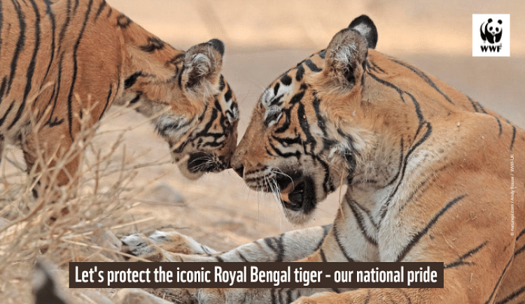 Saving Our National Pride - Tigers! - Ketto