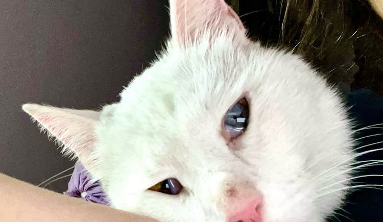 Blind Cat Aira - Ketto