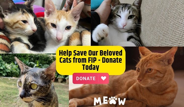 Help Us Save 5 Rescue Cats From Life Threatening FIP Disease - Ketto