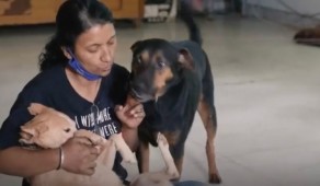 For Dog Radium Belt. - Ketto