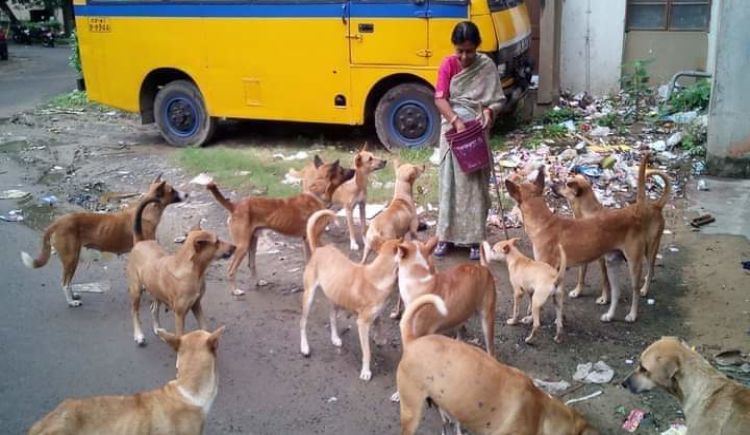 Help The Indian Stray Dogs - Ketto