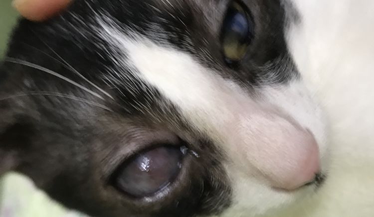 Fund Raiser For Eye Surgery Of Partially Blind Cat. Roxy - Ketto
