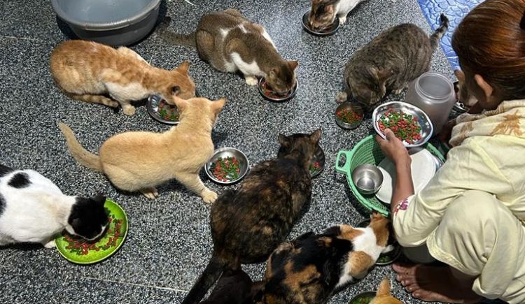 Feeding Stray Animals - Ketto