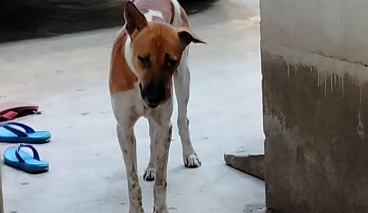 Please Help My Dog Live - Ketto