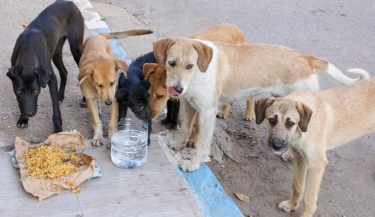 Fund Raising For Street Dogs - Ketto