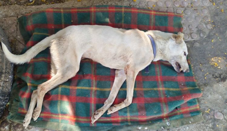 Barfi Female Dog With Tumor Need Your Help For Medical Treatment..Barfi ...