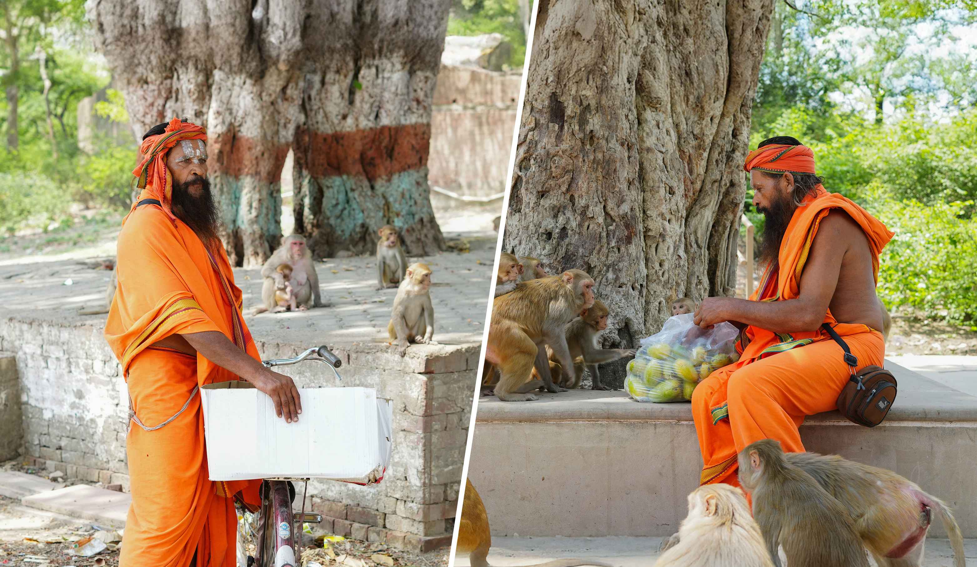 “Every Animal Deserves Love.” Help Baba Ramesh Continue Saving Monkeys - Ketto