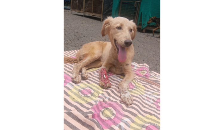 Support Luna’s Fight To Recover From Her Painful Fractures - Ketto