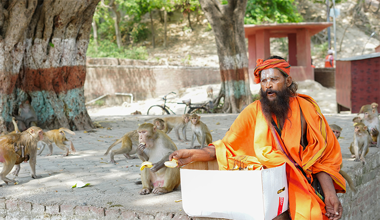 “Every Animal Deserves Love.” Help Baba Ramesh Continue Saving Monkeys - Ketto