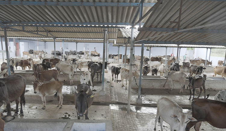 Support This Gaushala’s Noble Mission Of Saving 900+ Cows - Ketto